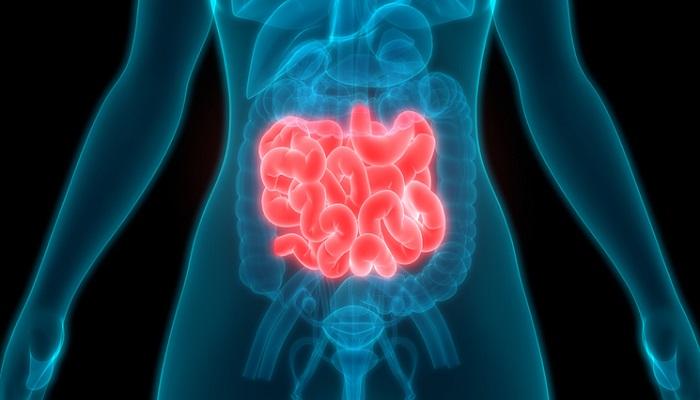 Small Intestine Spotlight - Support Small Intestine Health